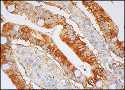 BioSynTech Malaysia Group Sdn Bhd | Santa Cruz New Direct HRP Conjugate ...