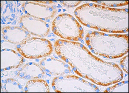 BioSynTech Malaysia Group Sdn Bhd | Santa Cruz New Direct HRP Conjugate ...