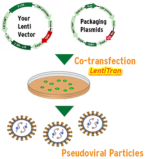 BioSynTech Malaysia Group Sdn Bhd | Efficient lentivirus production ...