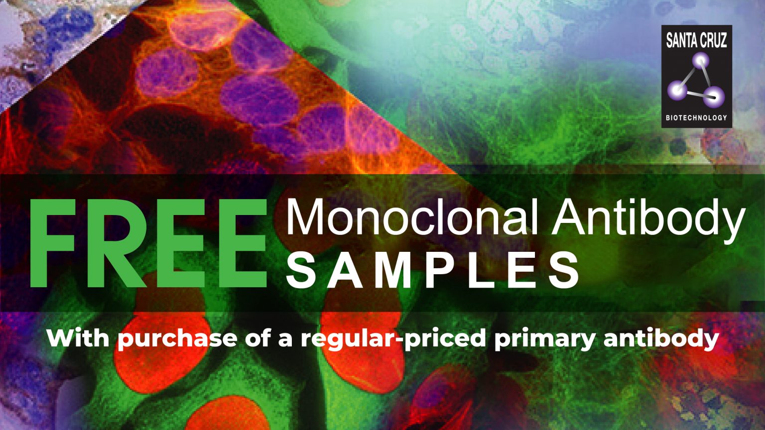 BioSynTech Malaysia Group Sdn Bhd | SANTA CRUZ | FREE Monoclonal ...