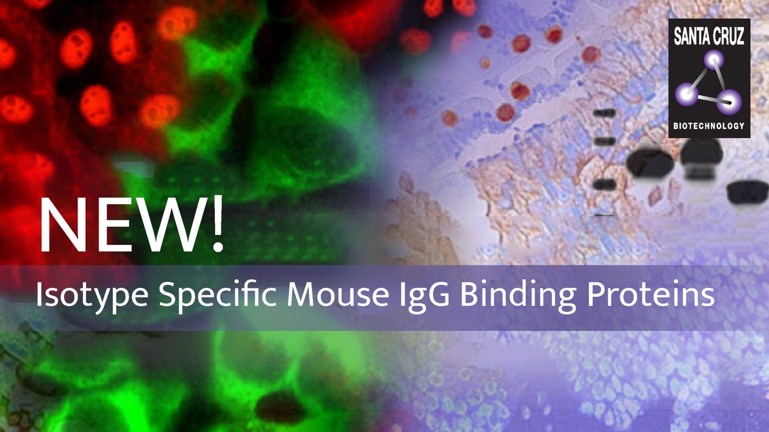 BioSynTech Malaysia Group Sdn Bhd | SANTA CRUZ | Isotype Specific Mouse ...