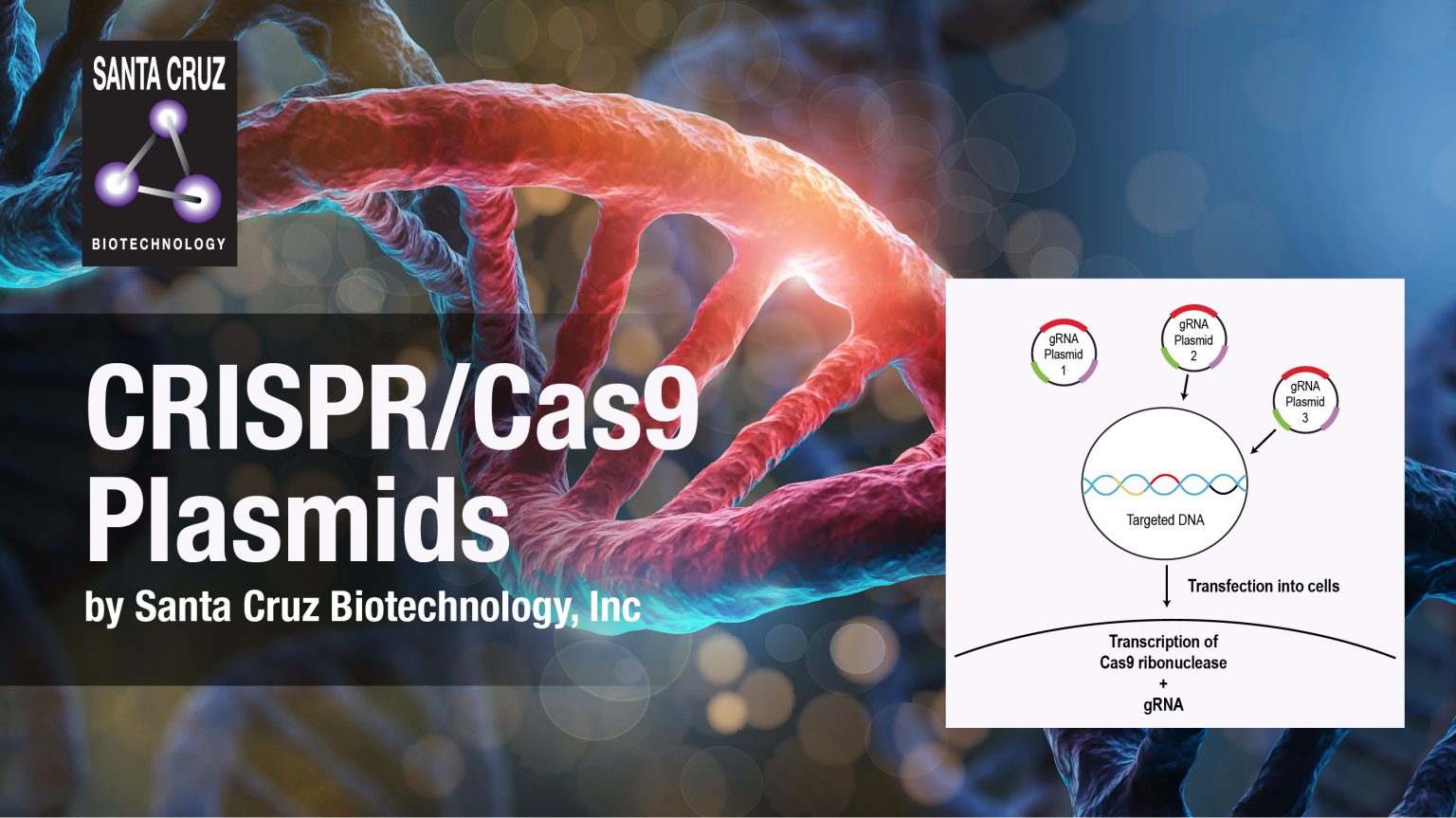 BioSynTech Malaysia Group Sdn Bhd | SANTA CRUZ | CRISPR/Cas9 Plasmids