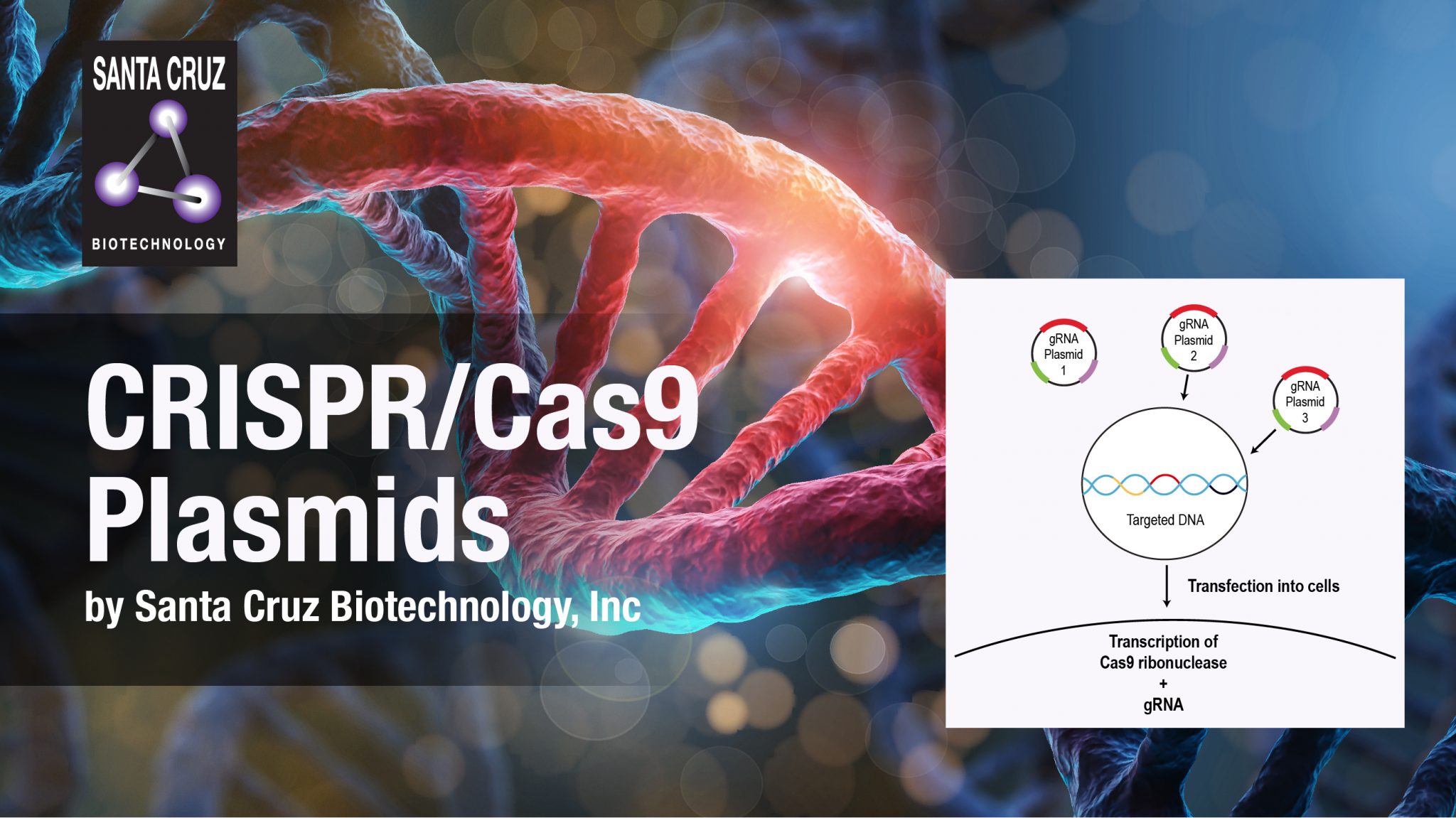 BioSynTech Malaysia Group Sdn Bhd | SANTA CRUZ | CRISPR/Cas9 Plasmids