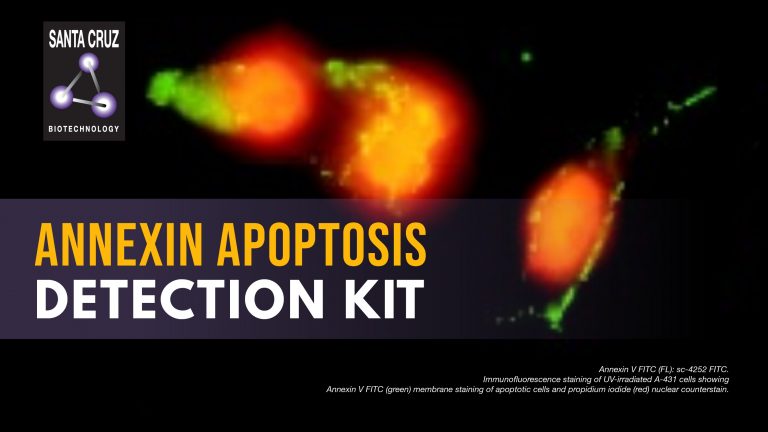 BioSynTech Malaysia Group Sdn Bhd | [SCBT] Annexin Apoptosis Detection Kit