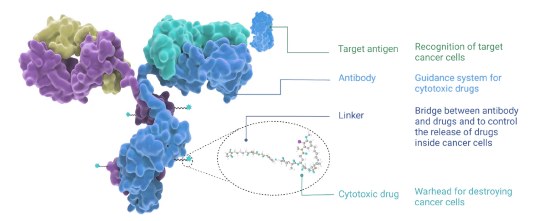 BioSynTech Malaysia Group Sdn Bhd | [MCE] Isotope-Labeled ADC Cytotoxin ...